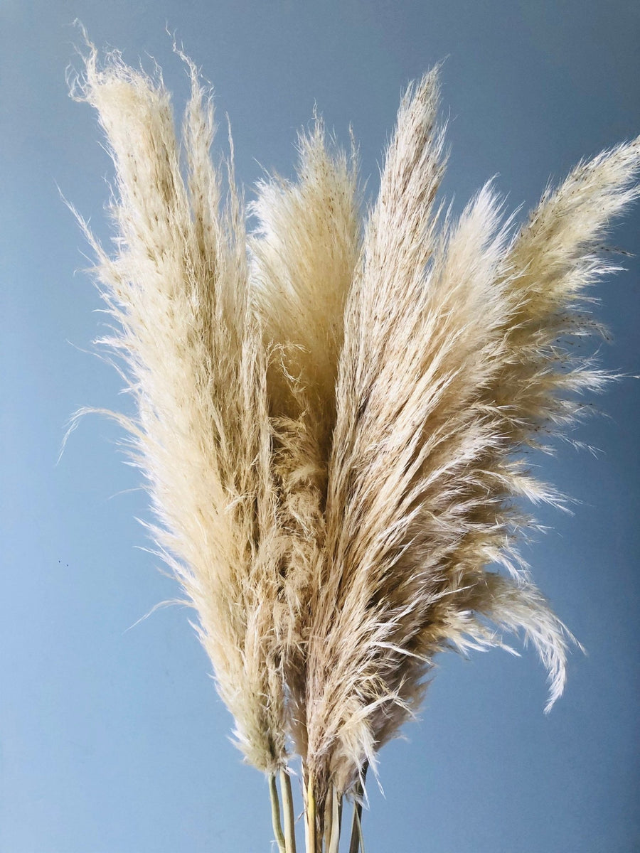 Pampas
