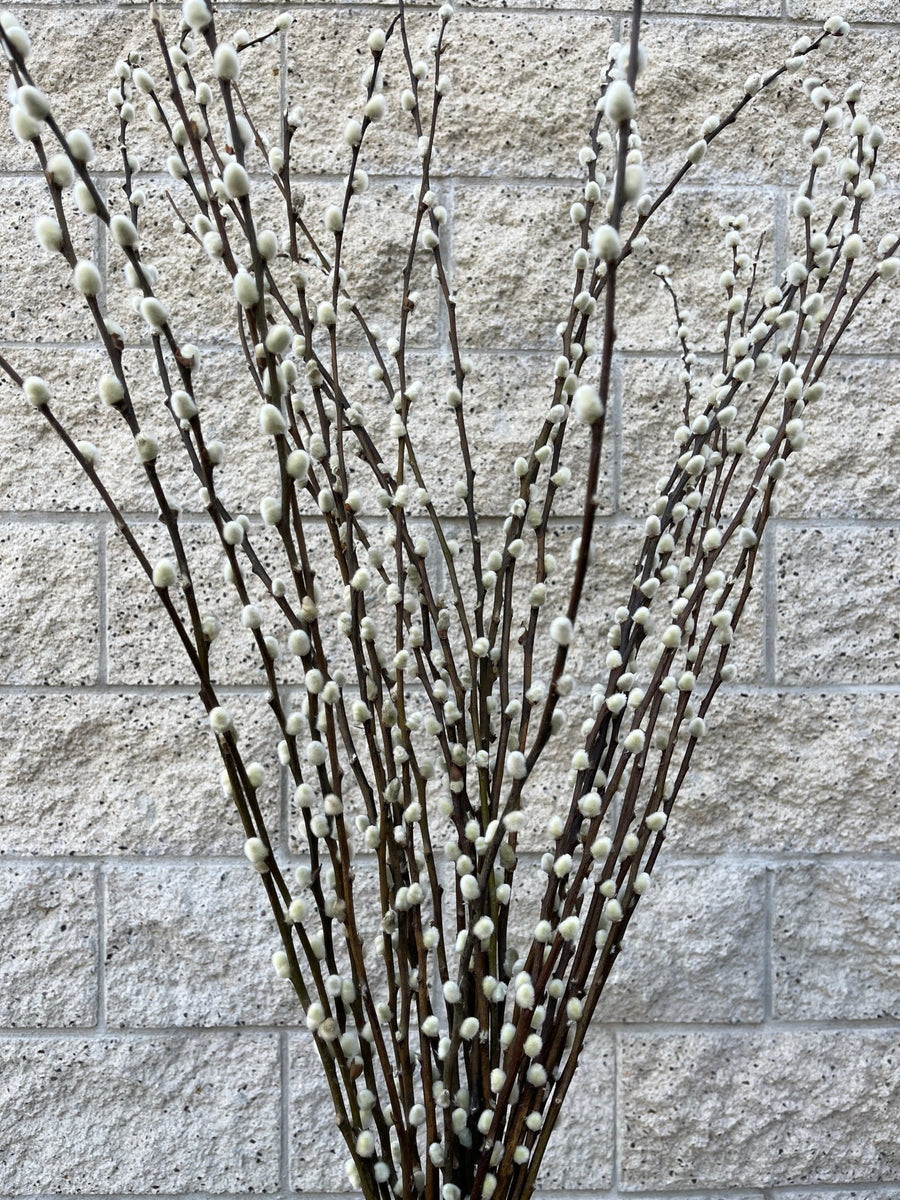 Pussy Willow Branches - 20 Stems Real Natural Dried Salix Branches ...