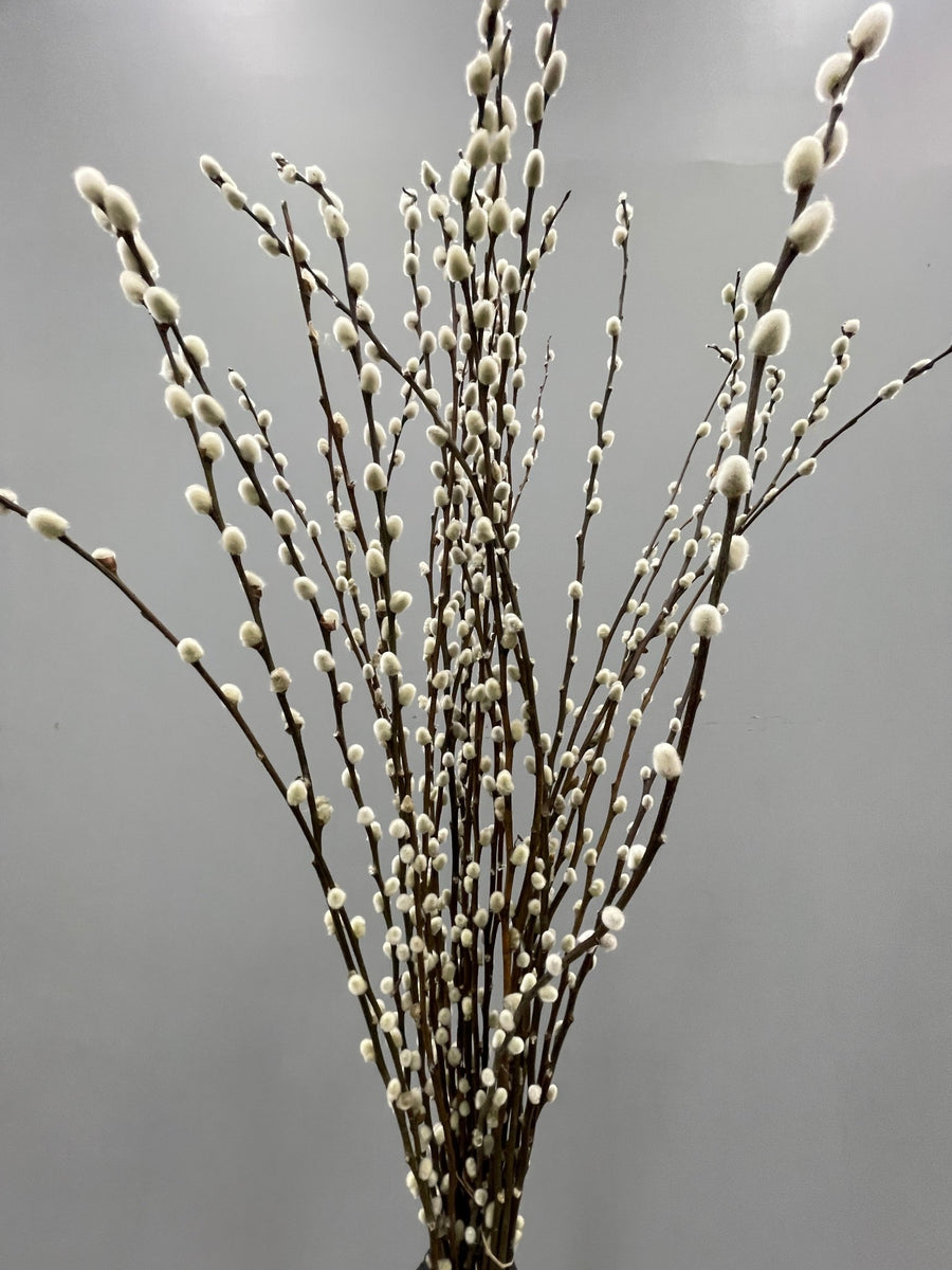 Pussy Willow Branches - 20 Stems Real Natural Dried Salix Branches ...
