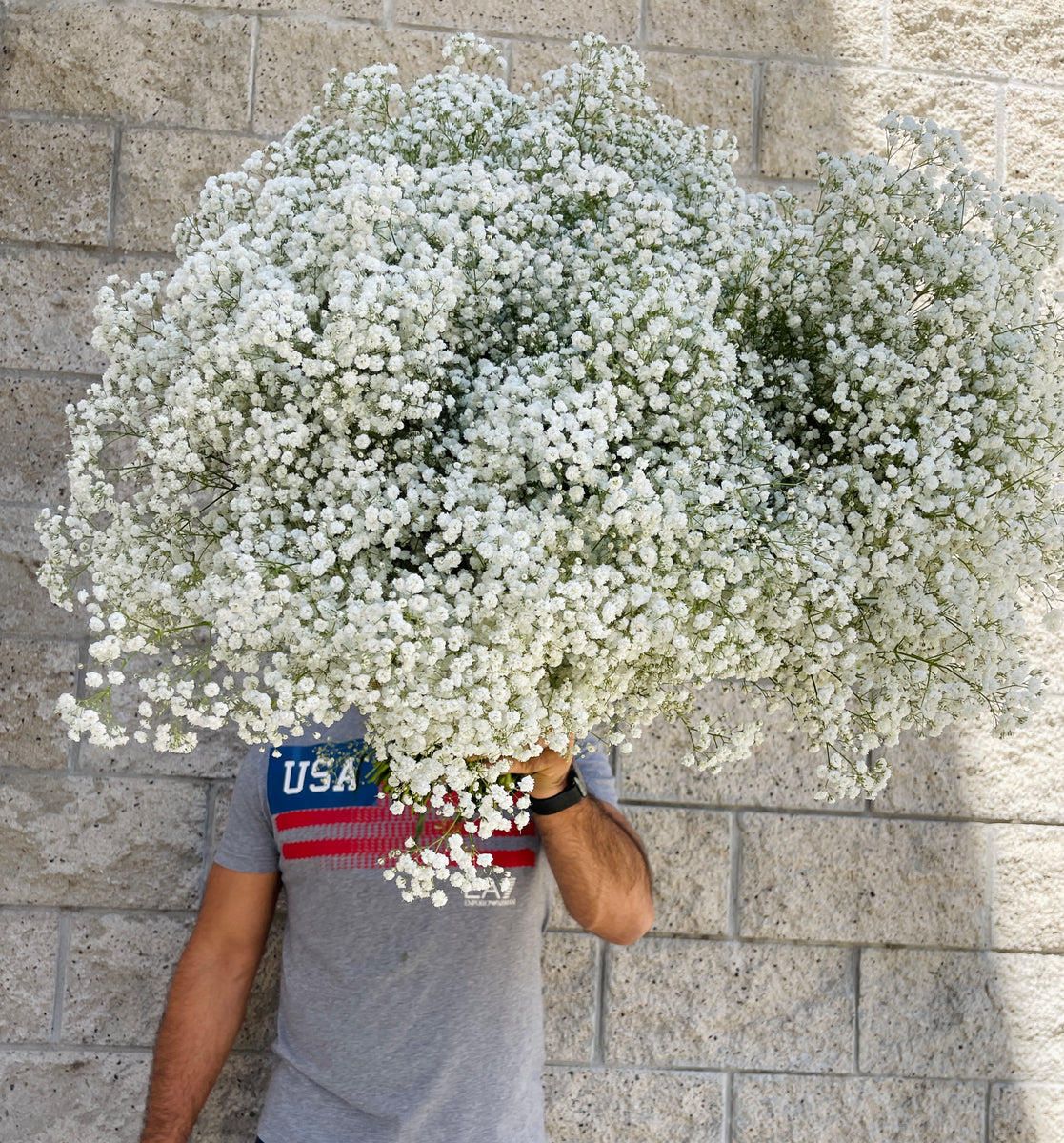 XL Baby's Breath Bunch Fresh Gypsophila – CaliforniaFlowerGrowers.com