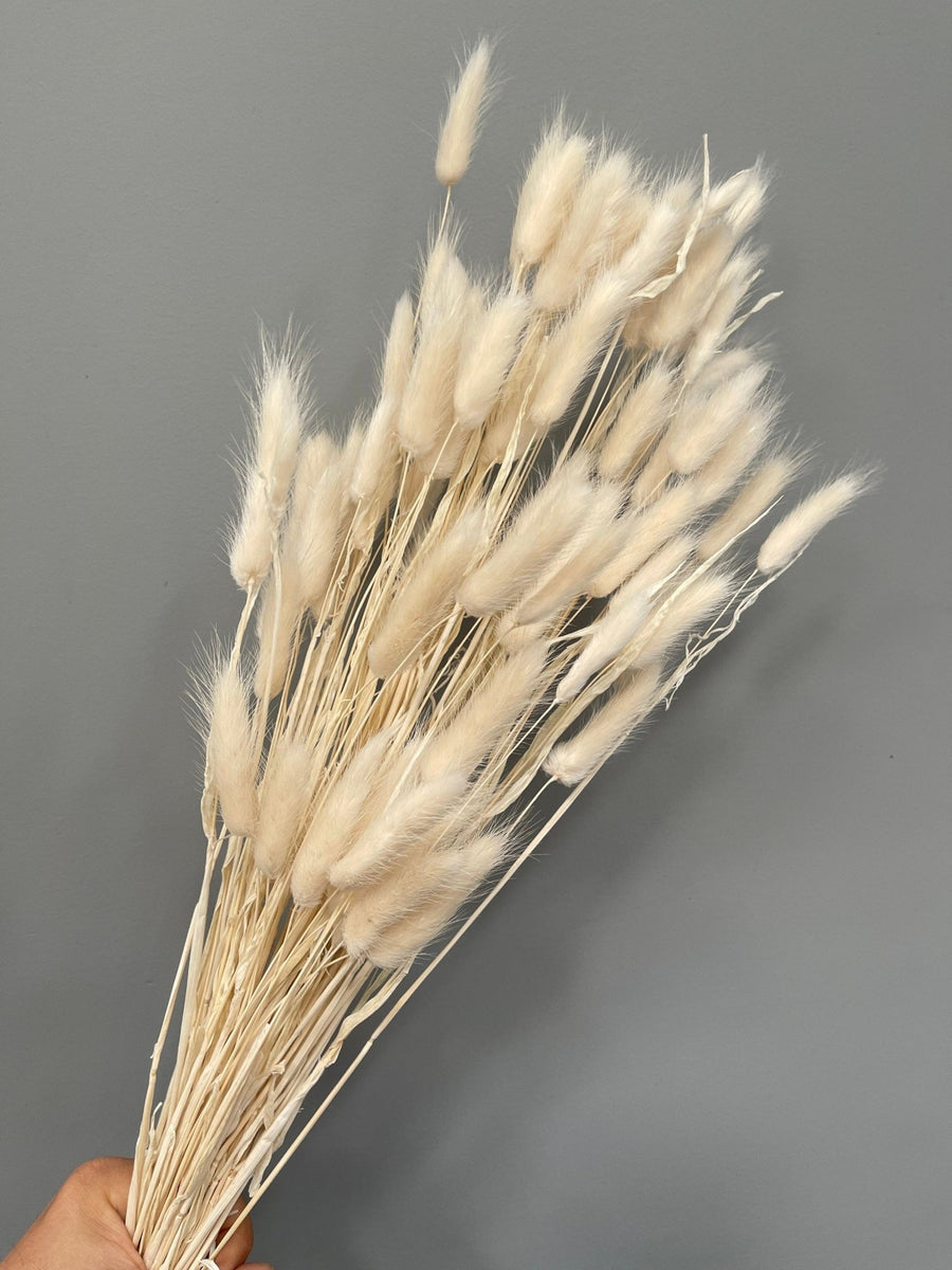 Bunny Tail - 100 Bleached Cream White // Preserved Dried & Bleached Bu ...