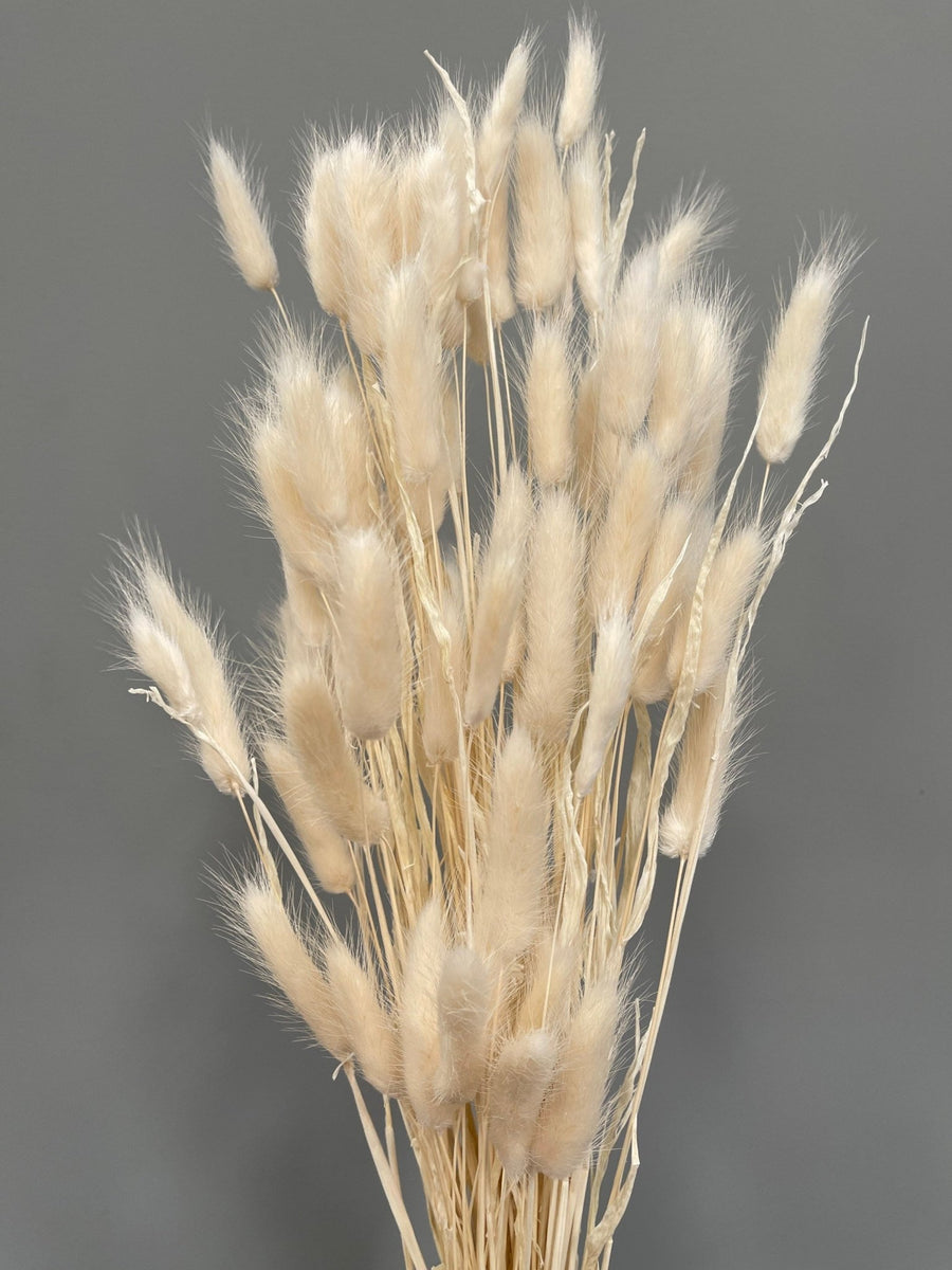 Bunny Tail - 100 Bleached Cream White // Preserved Dried & Bleached Bu ...