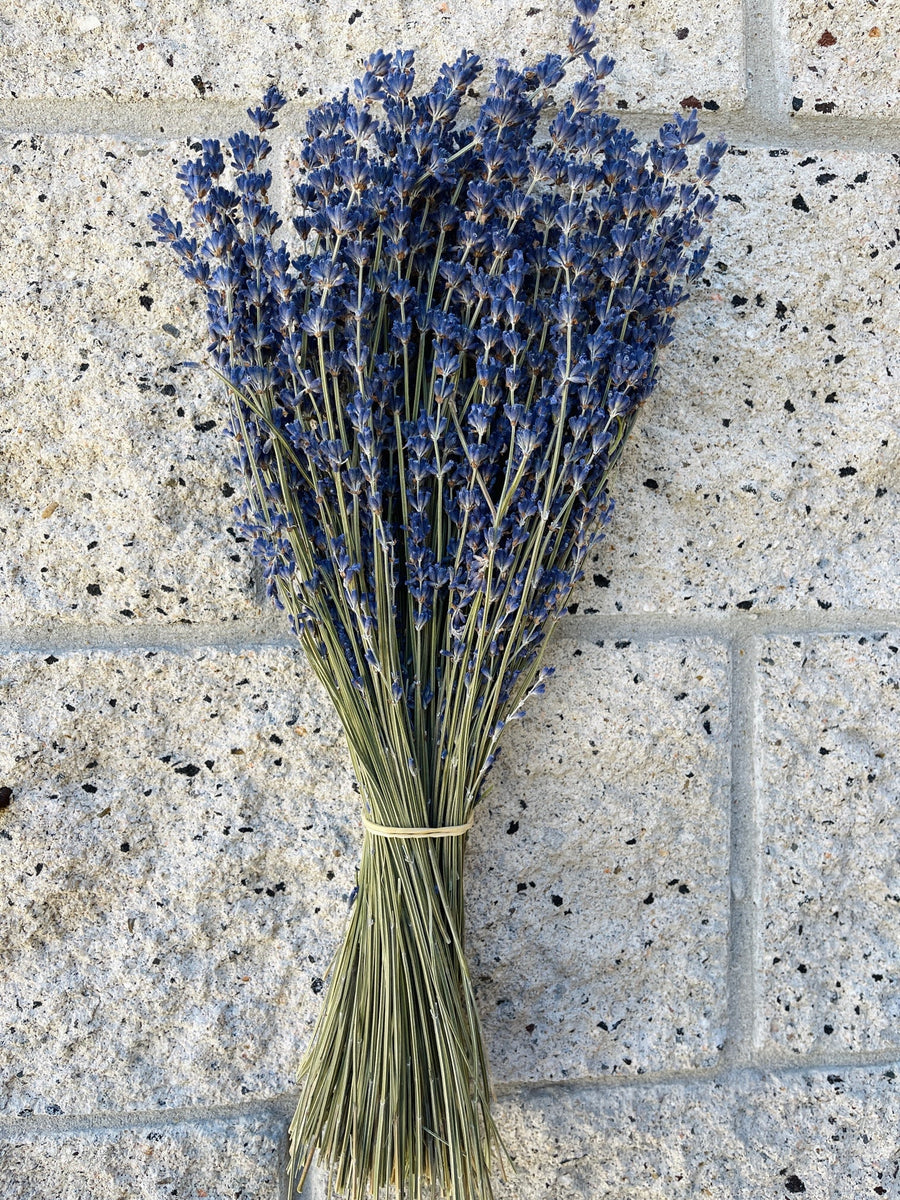 200 Stems Dried Lavender // Fragrant Lavender Bunch ...