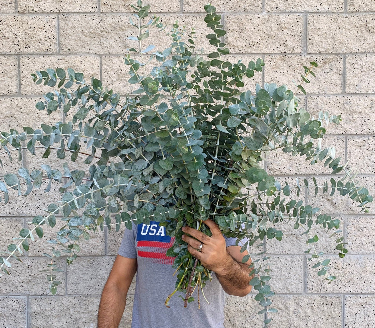 Large Fresh/Dried Baby Blue Eucalyptus Bundle, California Grown Eucaly ...
