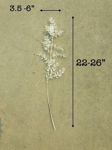 Premium White Italian Ruscus // Long Stem Dried Flower //Preserved and ...