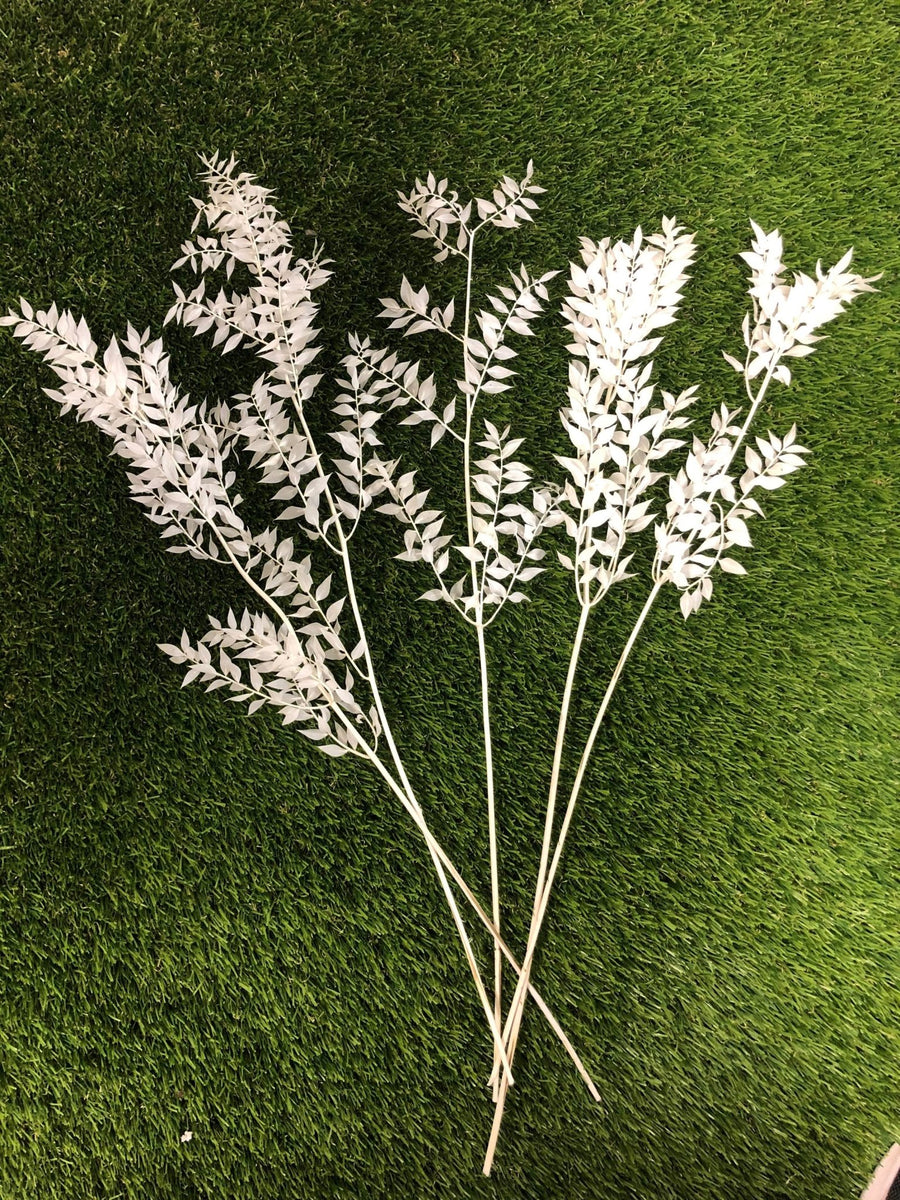 Premium White Italian Ruscus // Long Stem Dried Flower //Preserved and ...